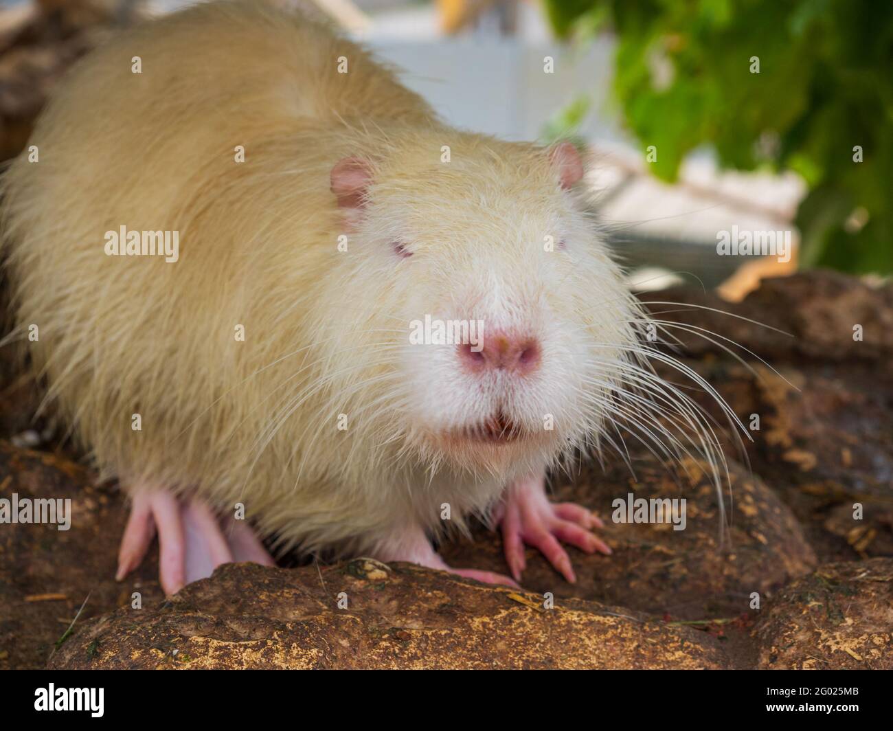 White muskrat (Myocastor coypus), breeding muskrats on the farm Stock ...
