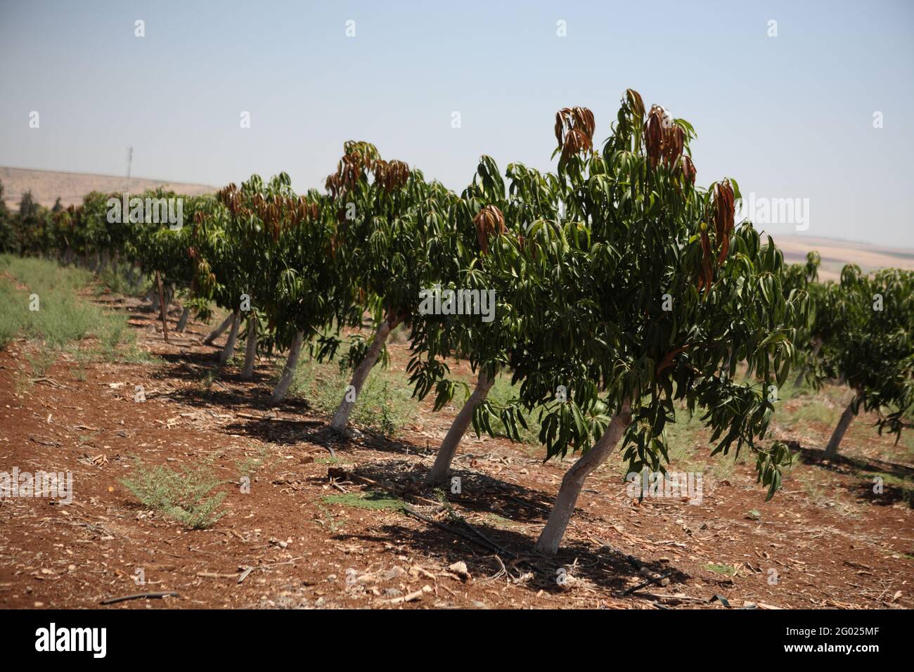 Orchard of young Mango Trees in the Valley of the Springs part of the ...