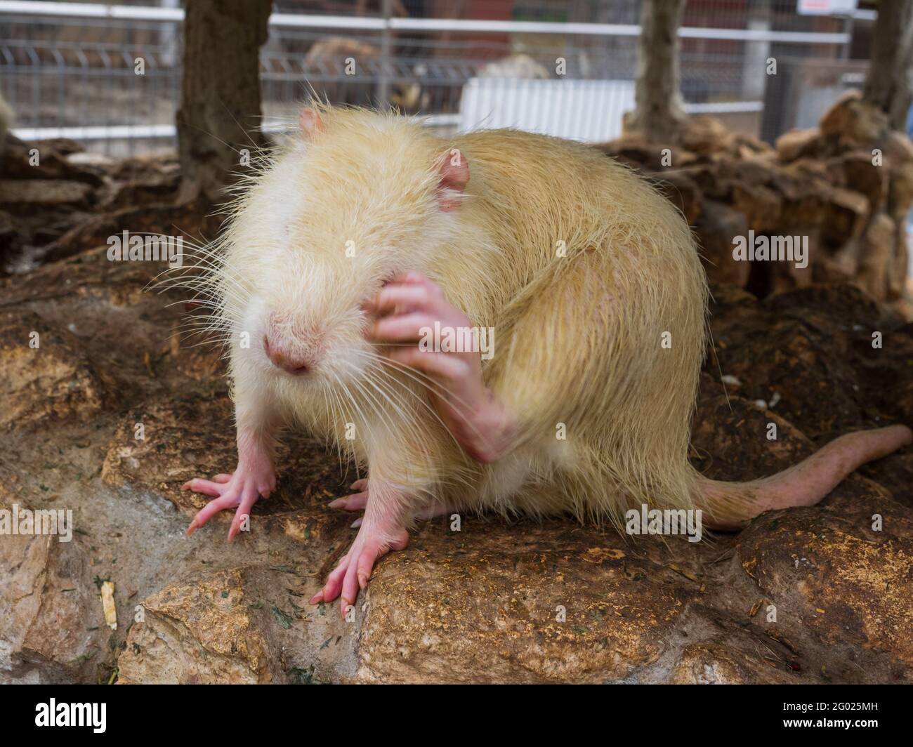 White muskrat (Myocastor coypus), breeding muskrats on the farm Stock ...