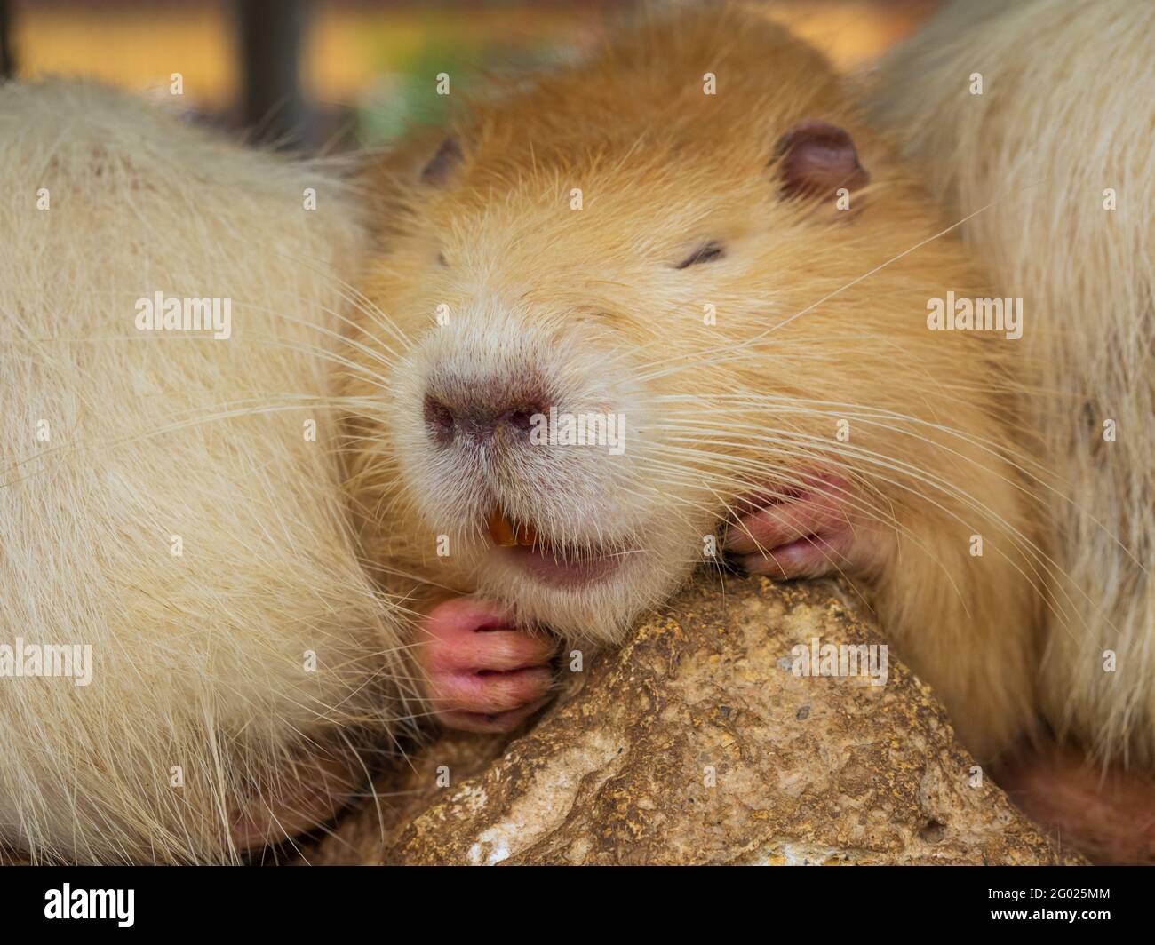 Nutria myocastor coypus grooming hi-res stock photography and images ...