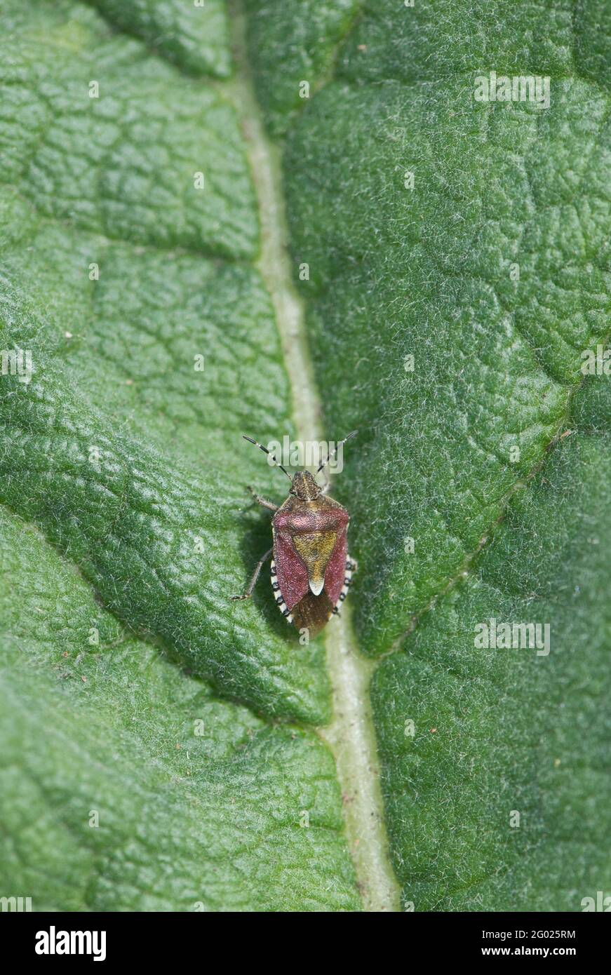 Dolycoris baccarum sloe bug hi-res stock photography and images - Alamy