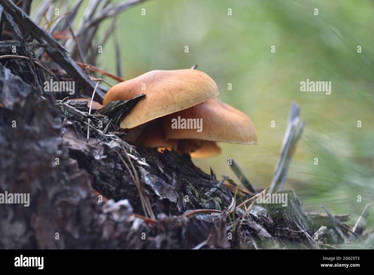 Mushroom inedible harmful, in the thicket of the forest in green grass ...
