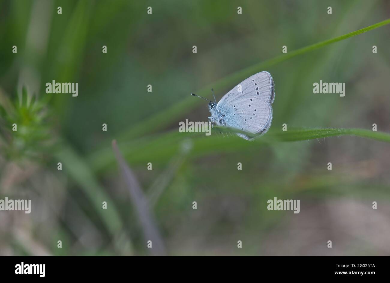 Small blue (Cupido minimus), underside Stock Photo - Alamy