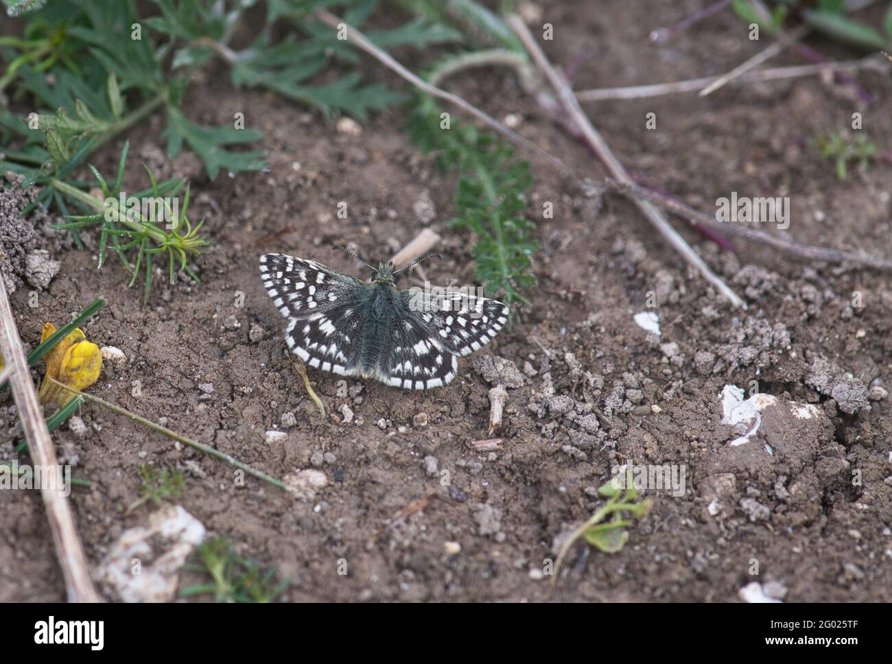 Pyrgus hi-res stock photography and images - Alamy