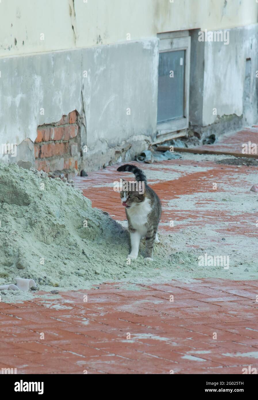 Homeless cat on the street Stock Photo - Alamy