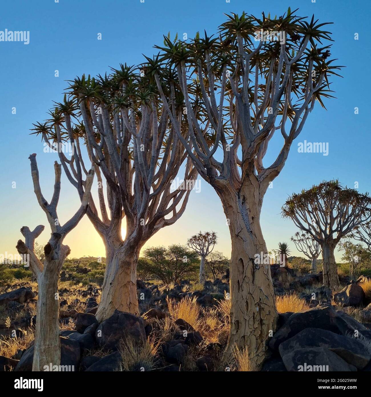 Closeup of the Quiver trees in a park under the sunlight during the ...