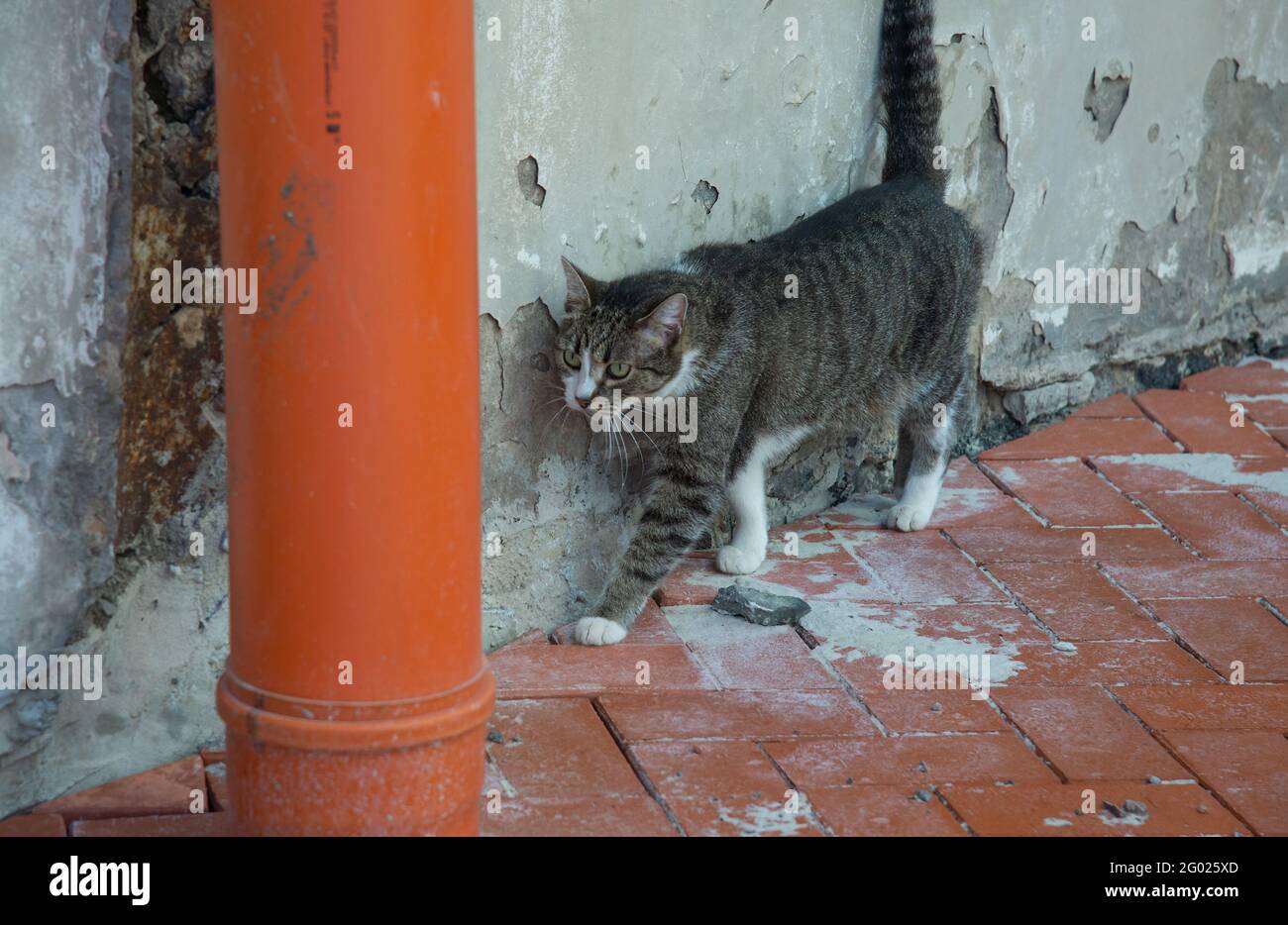 Street cat walk hi-res stock photography and images - Alamy