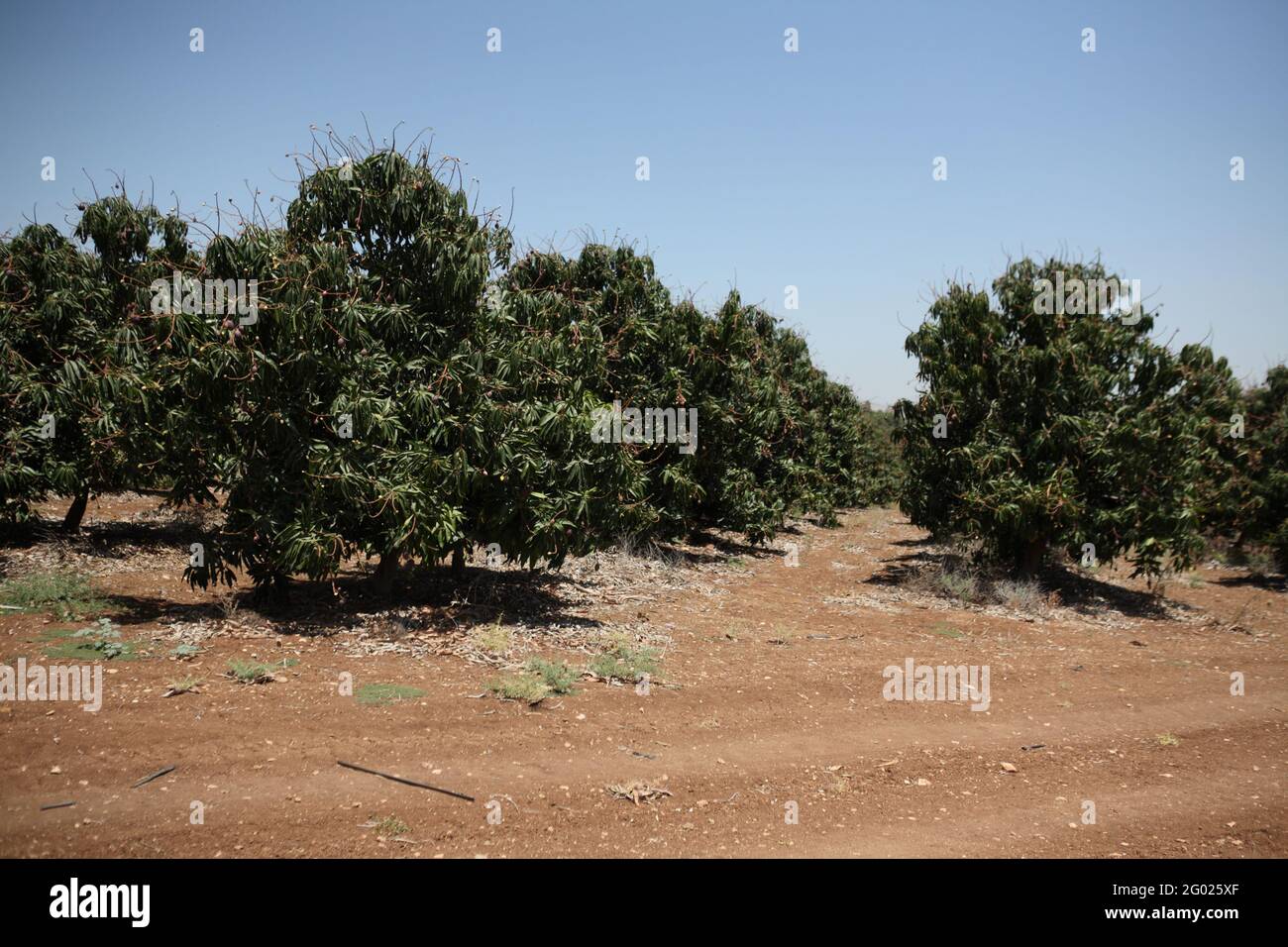 Orchard of Mango Trees with unripe fruit on them, it is in the Valley ...