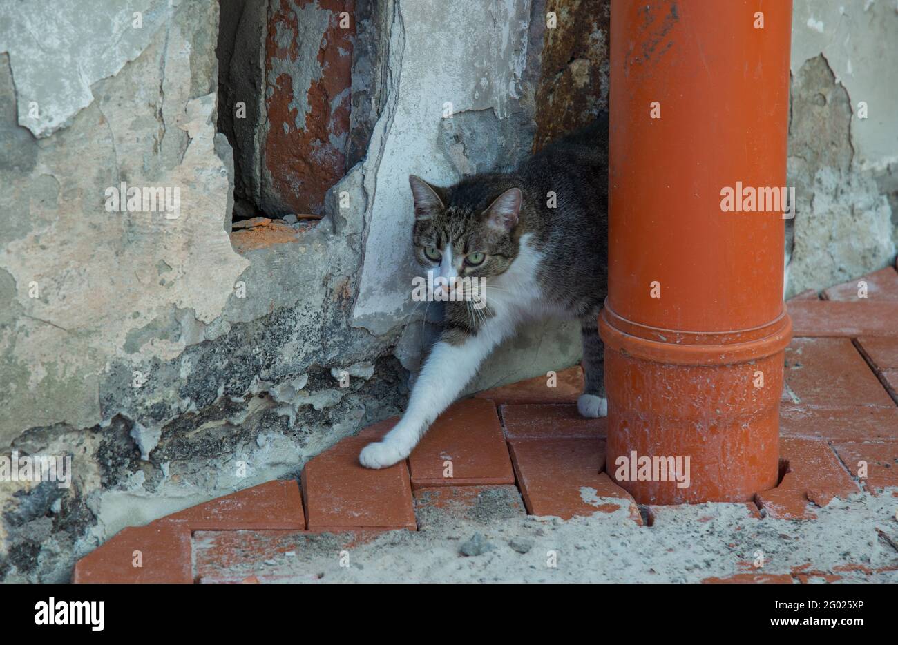 Homeless cat on the street Stock Photo - Alamy