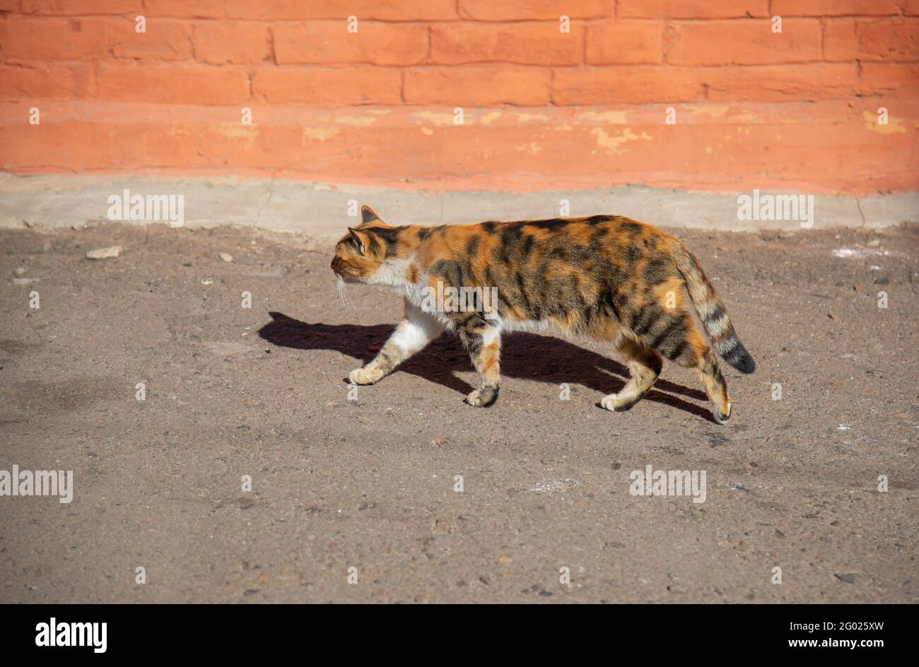 Homeless cat on the street Stock Photo - Alamy