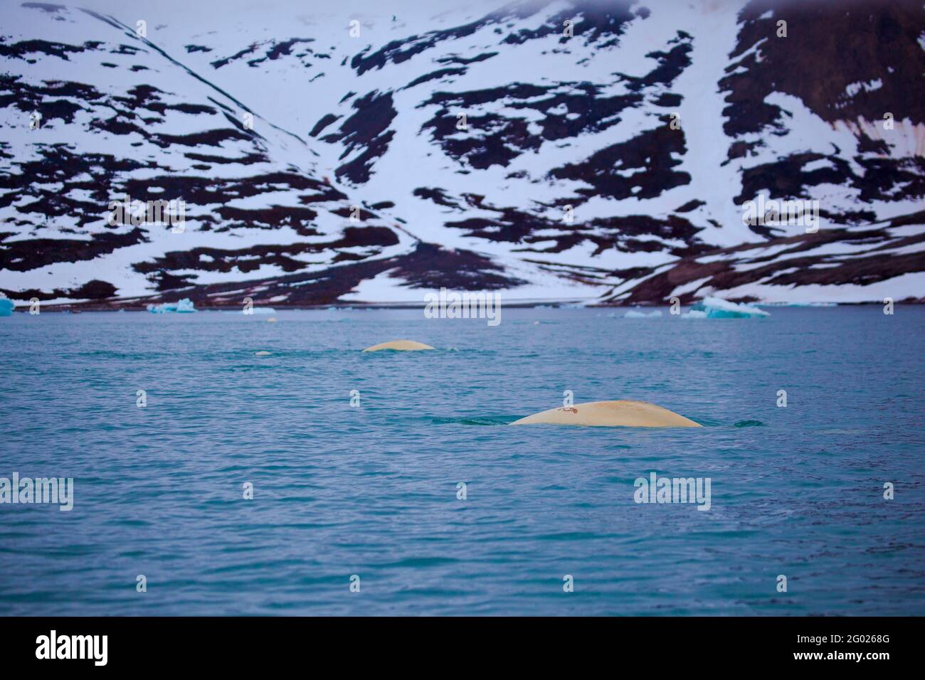 Beluga or white whale, Delphinapterus leucas in Leifdefjorden, northern ...