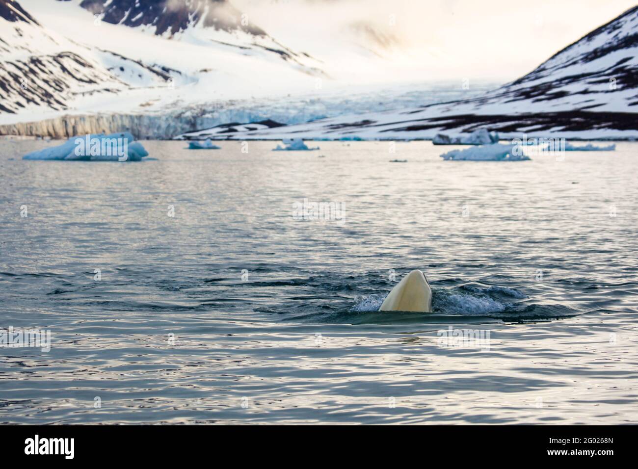 Beluga or white whale, Delphinapterus leucas in Leifdefjorden, northern ...