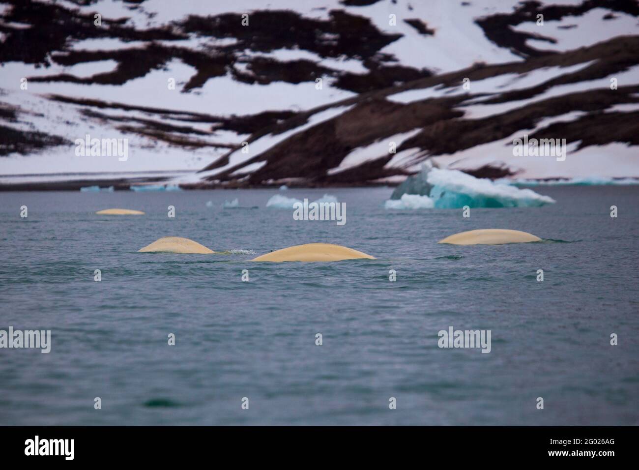 Beluga or white whale, Delphinapterus leucas in Leifdefjorden, northern ...