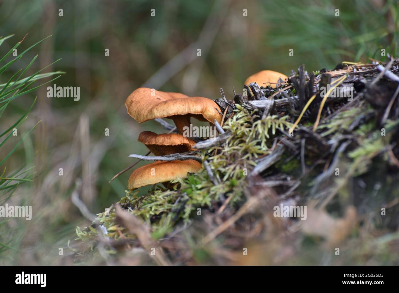 Mushroom inedible harmful, in the thicket of the forest in green grass ...