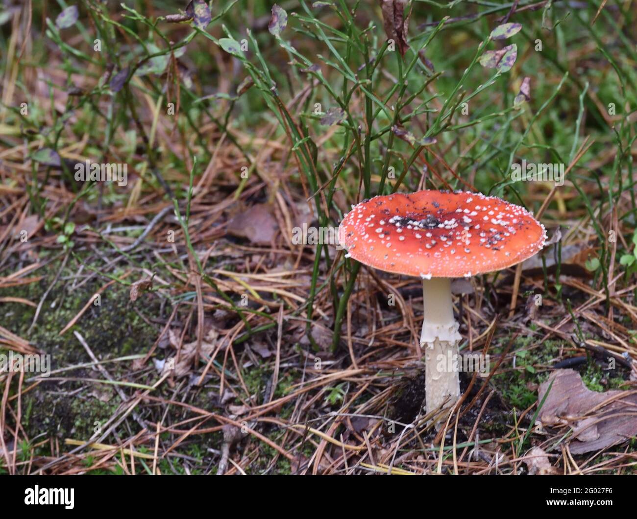 fly agaric in a forest undergrowth Stock Photo - Alamy