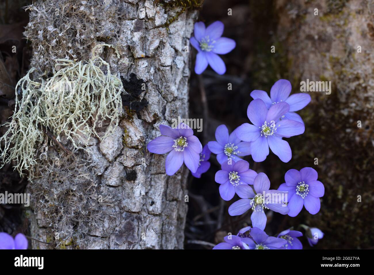 Common Hepatica Anemone hepatica, syn Hepatica nobilis, and Usnea ...