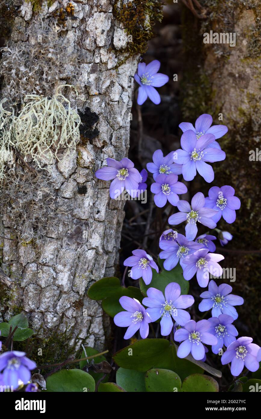 Hepatica High Resolution Stock Photography and Images - Alamy