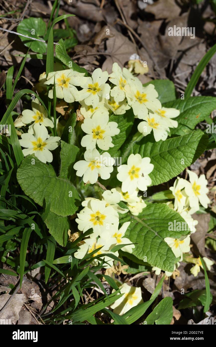 Common Primrose Primula vulgaris Stock Photo - Alamy