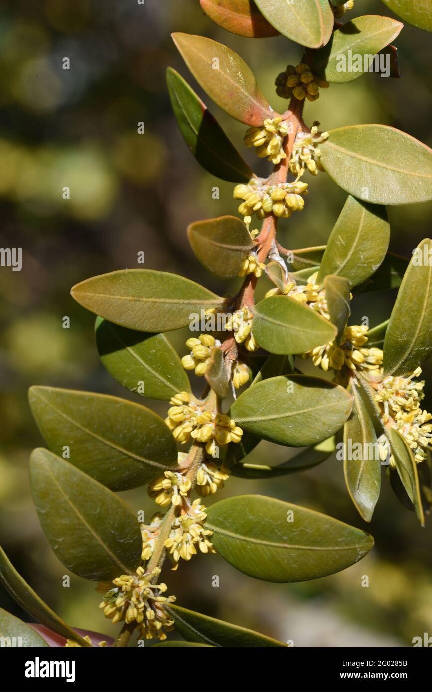 Boxwood hi-res stock photography and images - Alamy