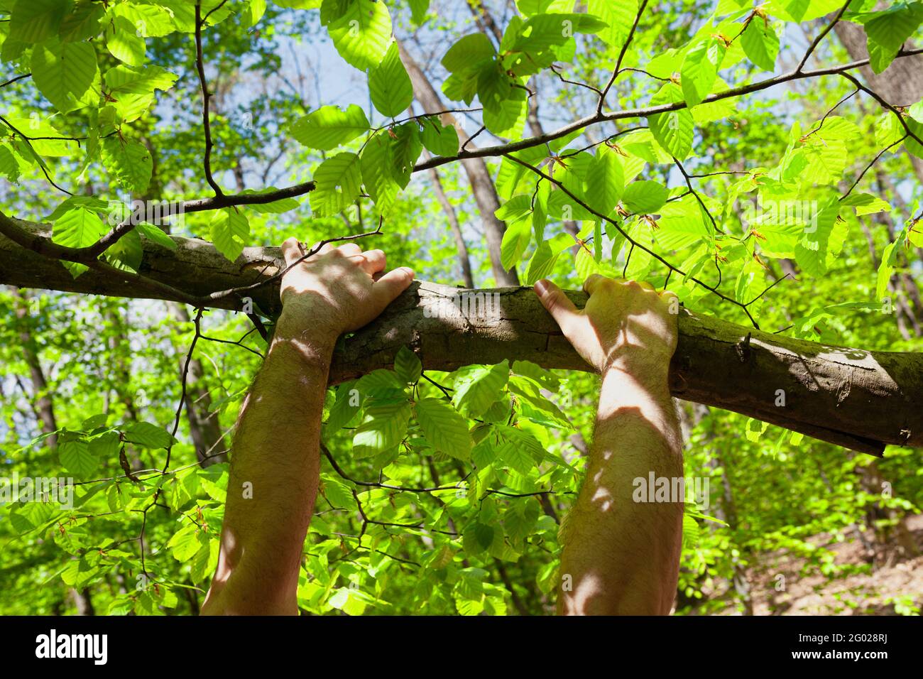Strong male hands hanging from tree branch in forest, sunlight coming ...