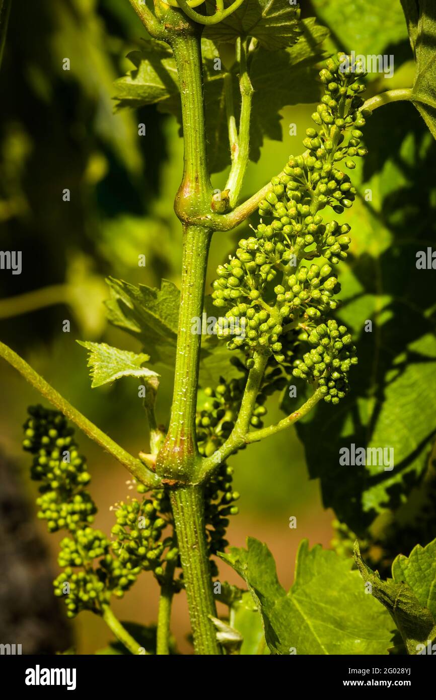 Flowering branch surrounded hi-res stock photography and images - Alamy
