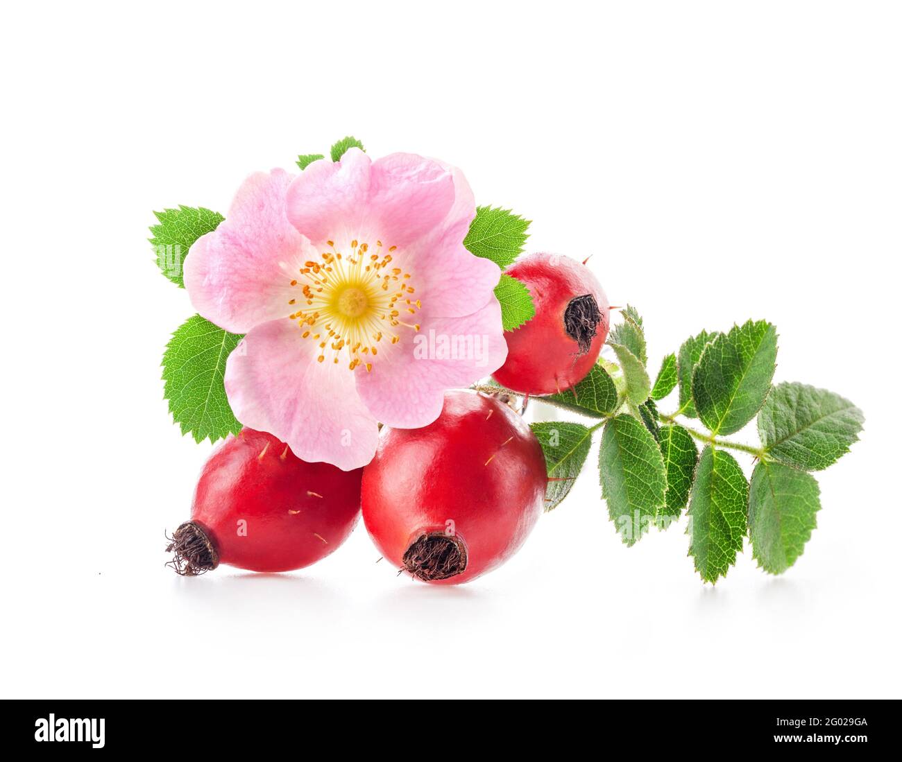 Rose hips isolated on white background Stock Photo - Alamy