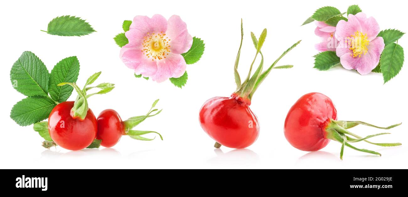 Rose hips isolated on white background Stock Photo - Alamy