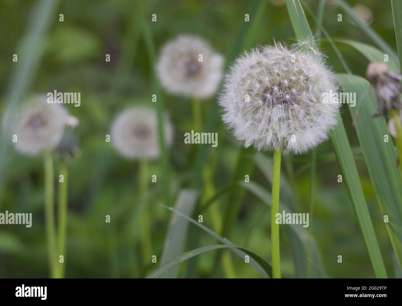 Dry plant texture extended on a wall Stock Photo - Alamy