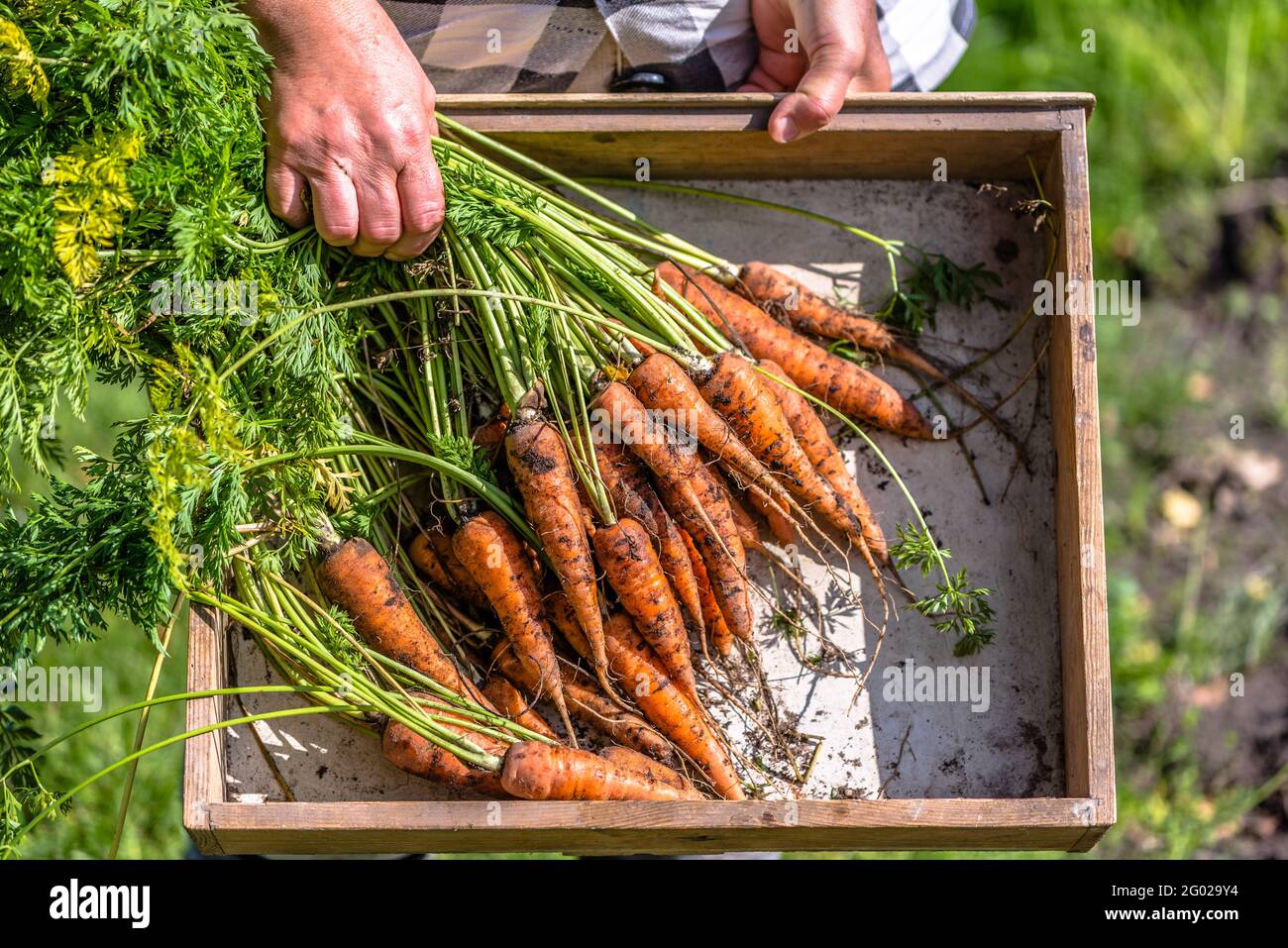 Picking carrots farm hi-res stock photography and images - Alamy