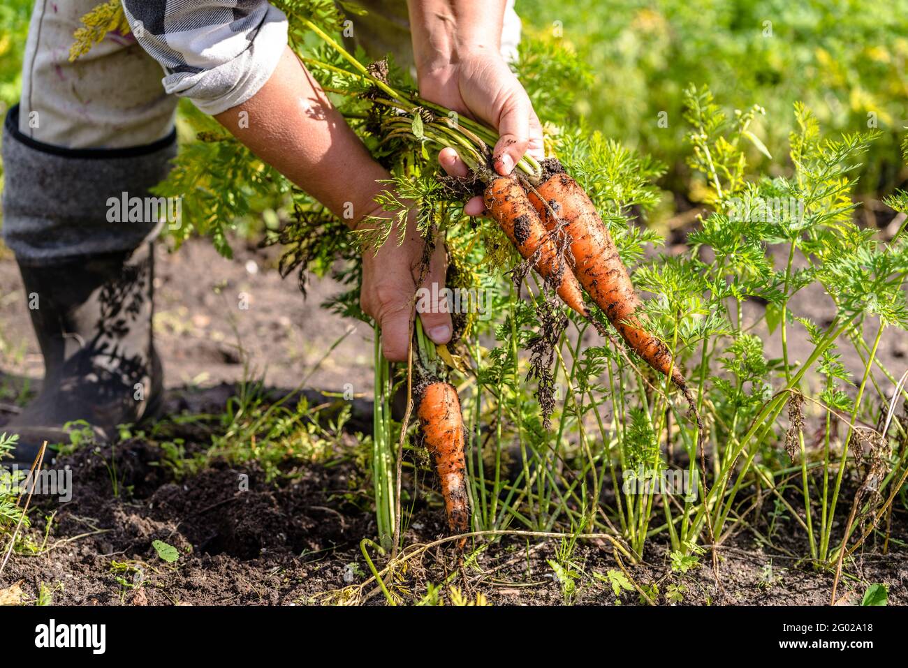 Farmer on field picking carrots, organic vegetable garden, autumn ...