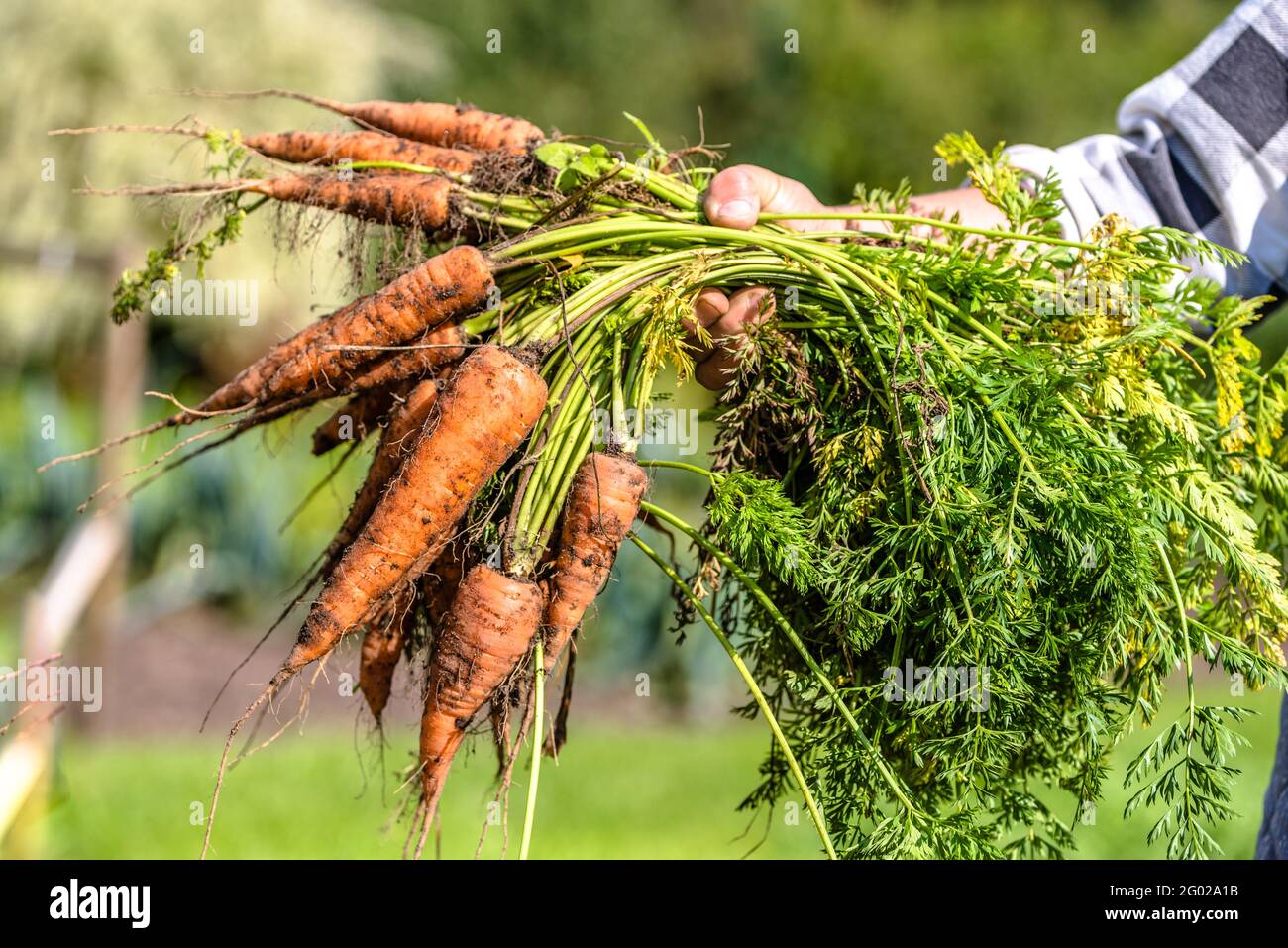 Local farmer holding in hand a carrots bunch. Concept of bio vegetable ...