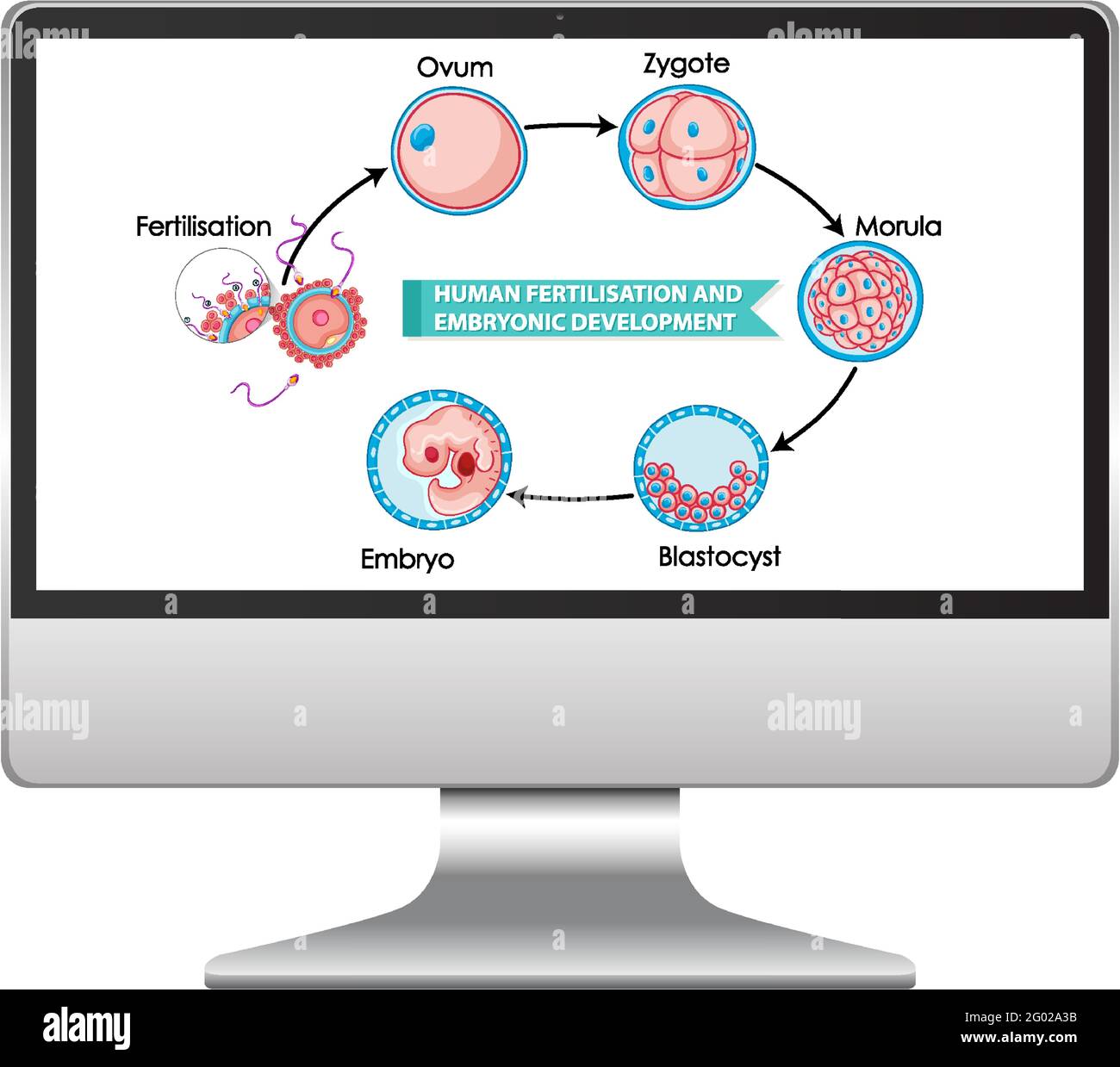 Human fertilisation and embryonic development illustration Stock Vector ...
