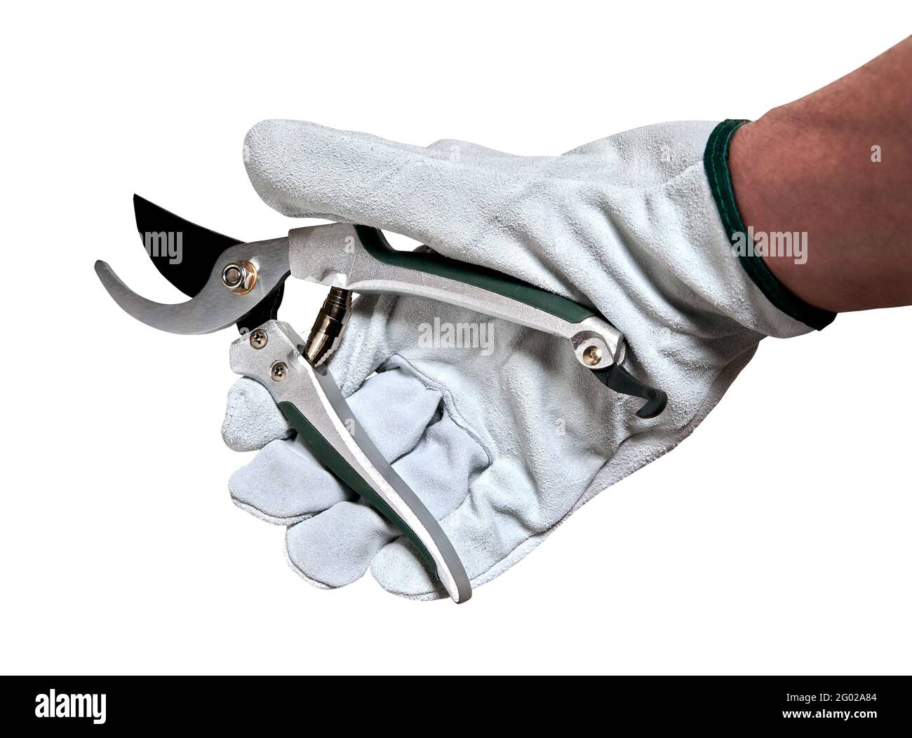 Male hand with glove holding a Garden scissor tool isolated on white ...