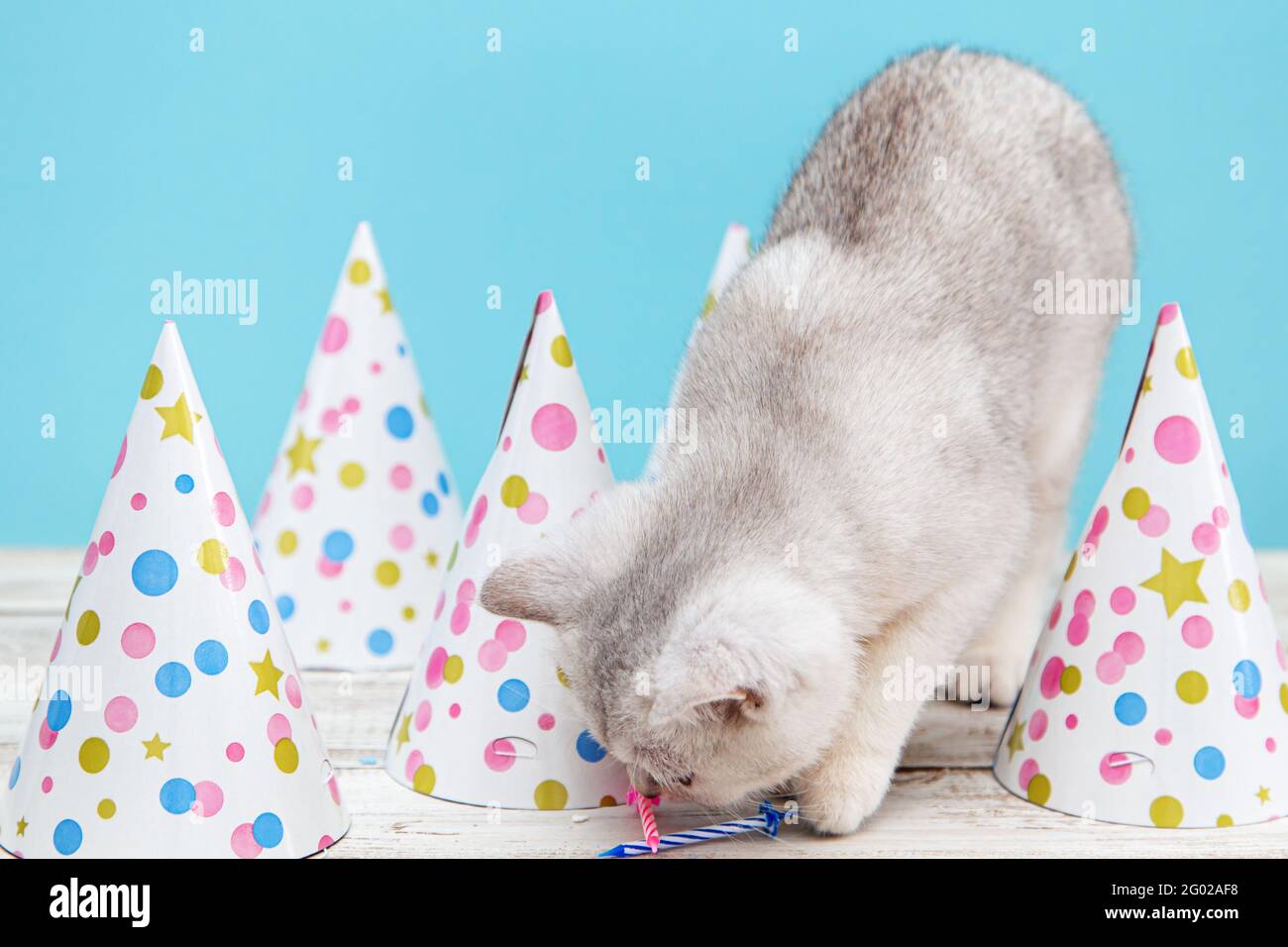 White British kitten and holiday caps on a blue background. Holiday and ...