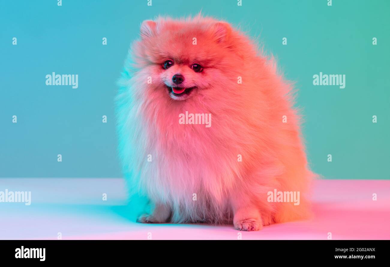 Studio shot of Spitz dog isolated on blue studio background in neon ...