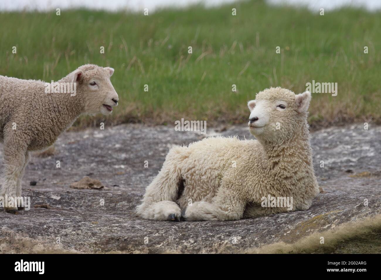 Romneyschafe hi-res stock photography and images - Alamy
