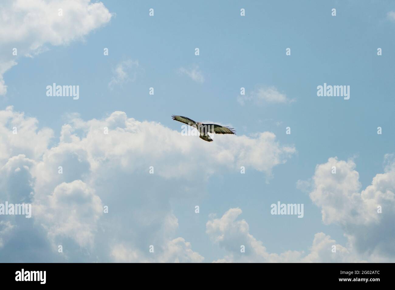 Large Buzzard floats in the blue sky with white clouds. Beautiful ...