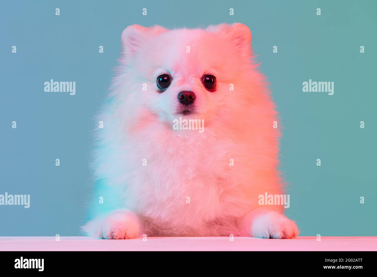 Blue spitz hi-res stock photography and images - Alamy