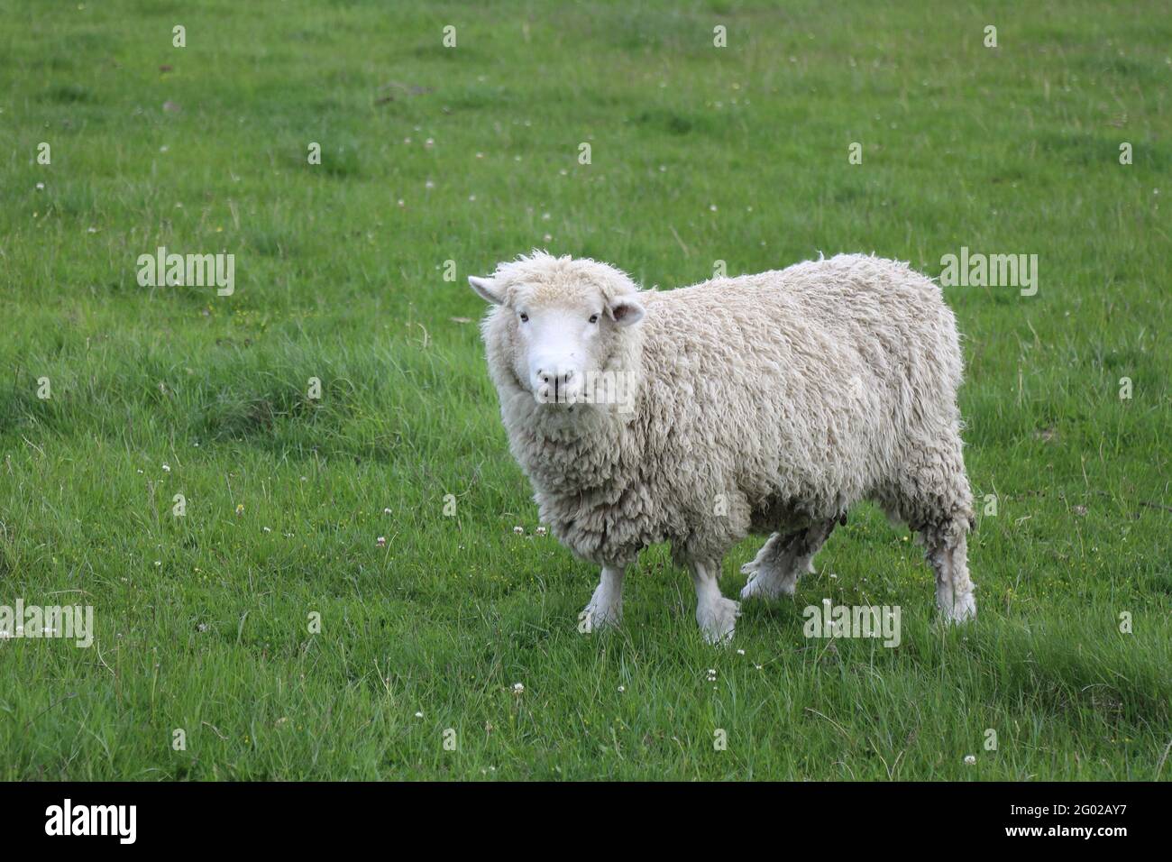 Romneyschafe hi-res stock photography and images - Alamy
