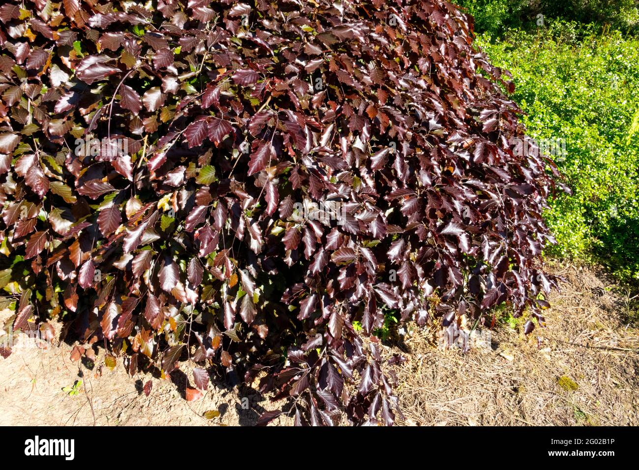 Fagus sylvatica purpurea pendula hi-res stock photography and images ...