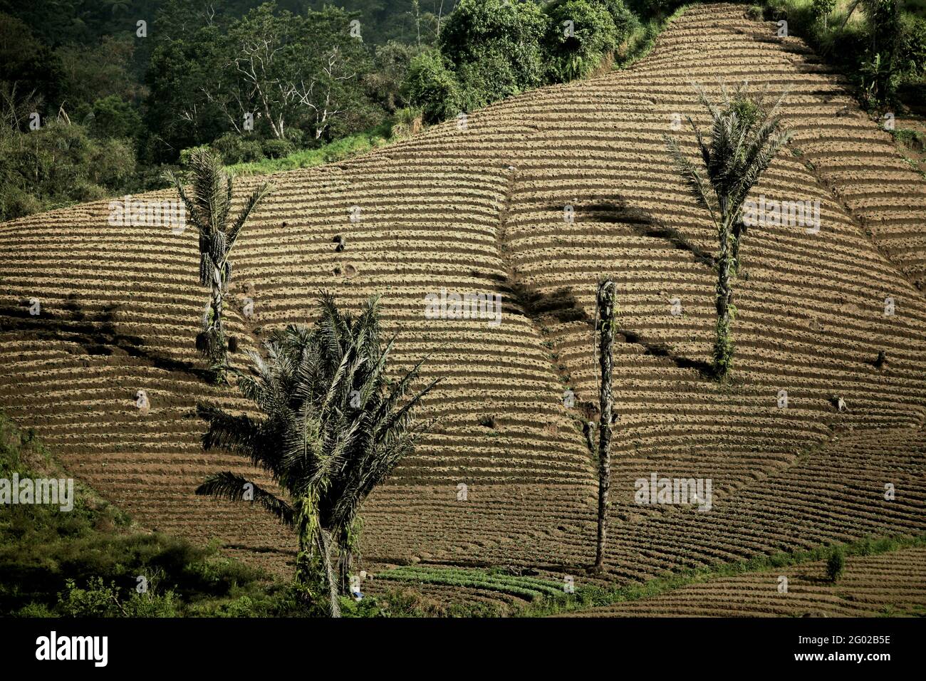 Agricultural farmland with palm trees in a background of forest in ...