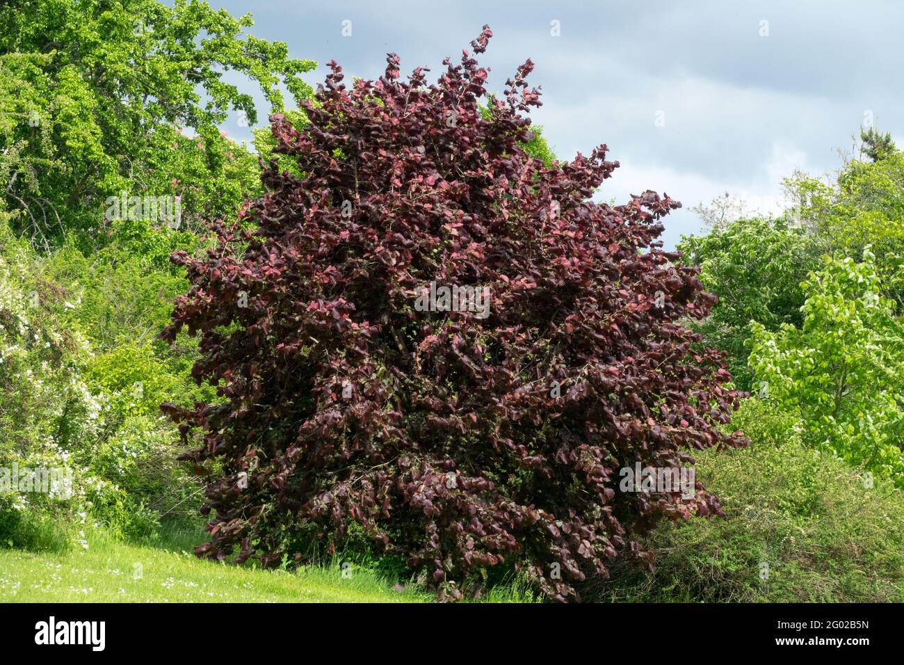 Turkish hazel tree Corylus colurna 'Granat' Turkish filbert Tree Stock ...
