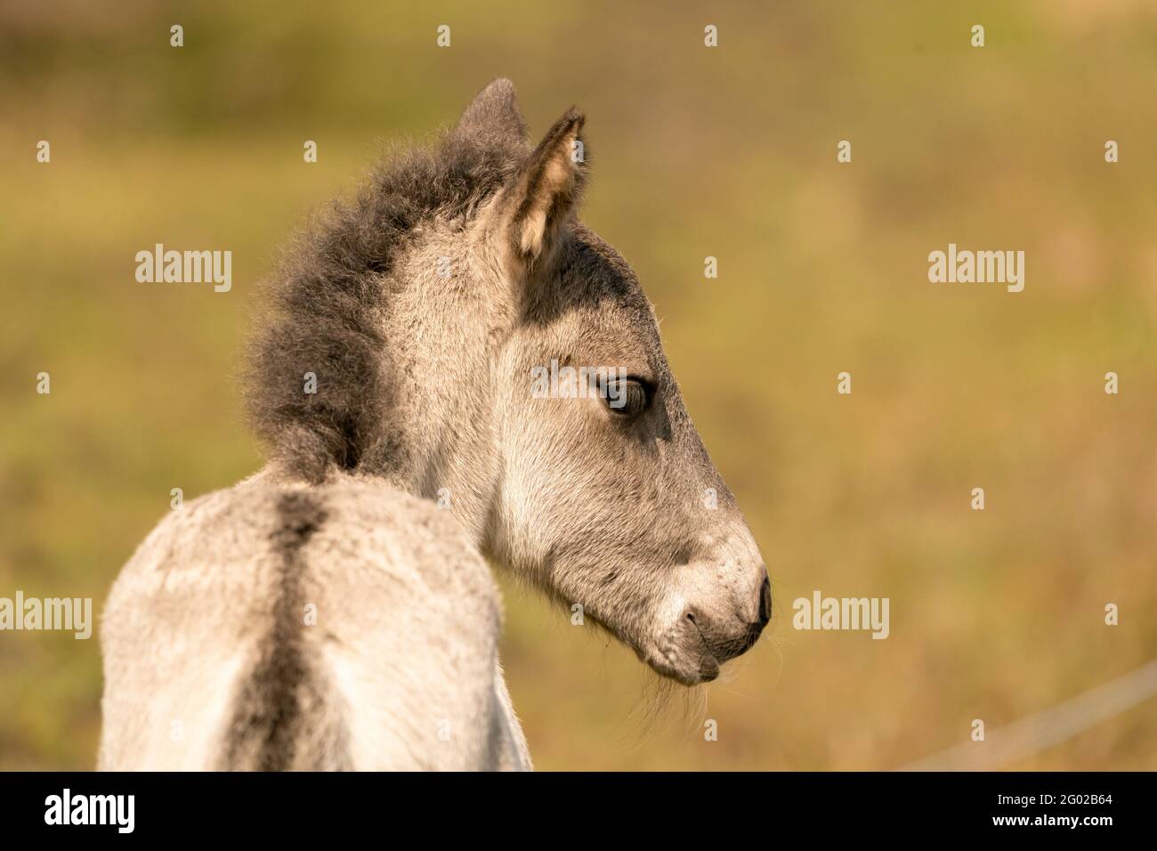 Head of a konik horse foal, seen from behind. The young animal in the ...