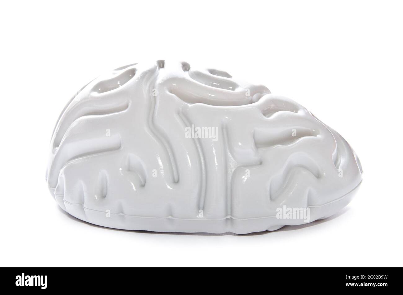 plastic brain isolated on a white background Stock Photo - Alamy
