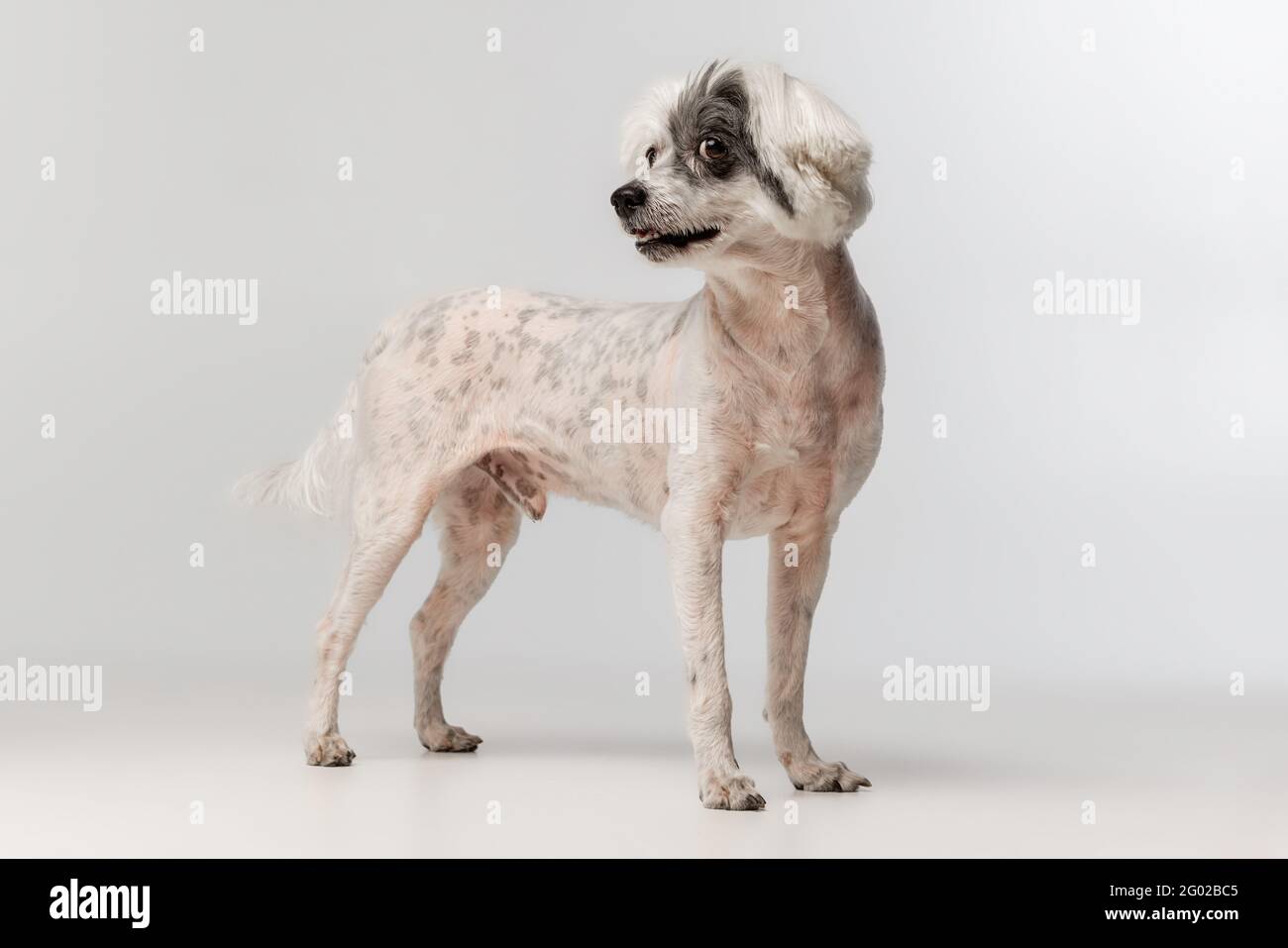 Chinese Crested Poodle Mix