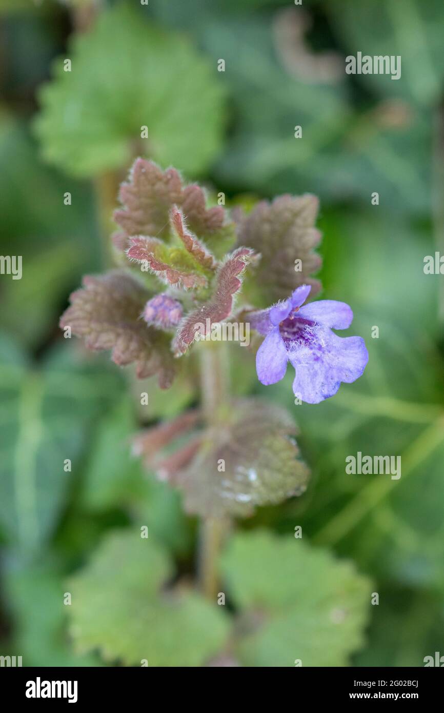 Leaves and flowers of Ground Ivy / Glechoma hederacea growing in sunny ...