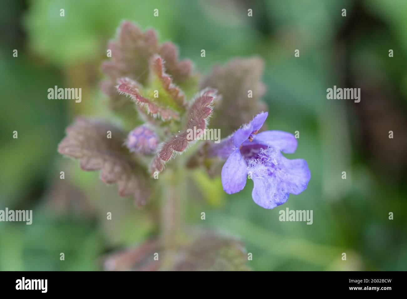 Leaves and flowers of Ground Ivy / Glechoma hederacea growing in sunny ...