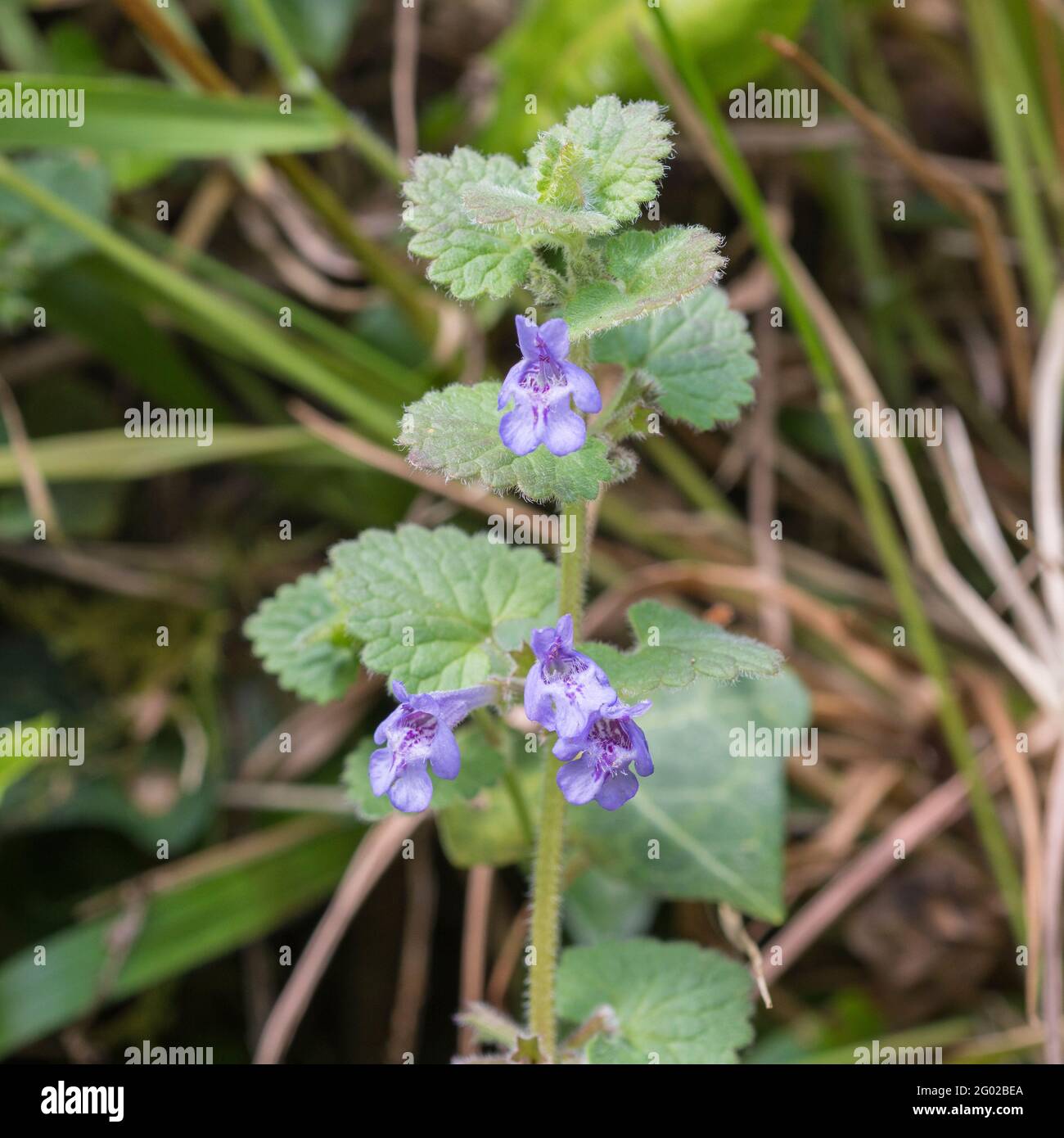 Leaves and flowers of Ground Ivy / Glechoma hederacea growing in sunny ...