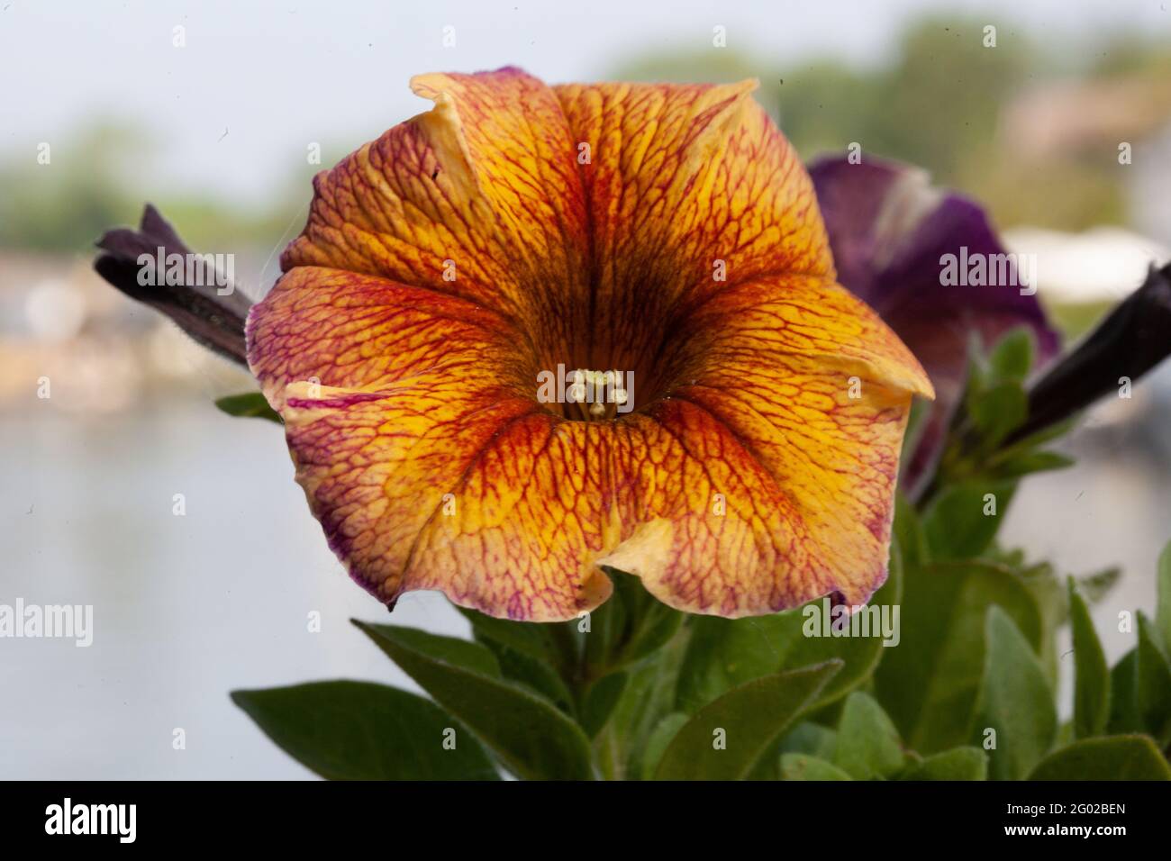 Petchoa he plants are a genetic cross between a petunia and calibrachoa ...