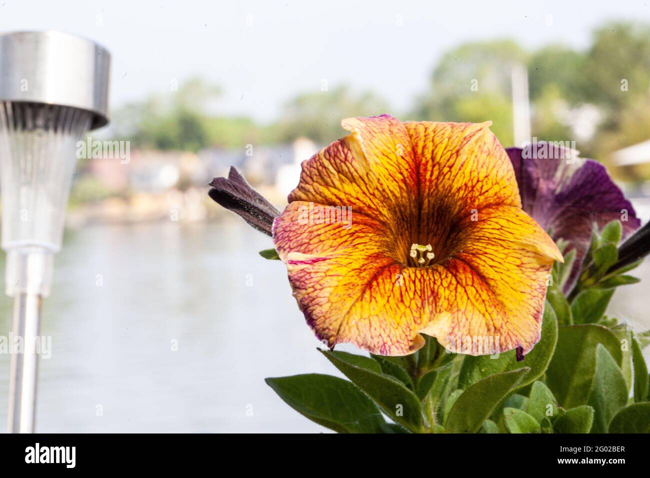 Petchoa he plants are a genetic cross between a petunia and calibrachoa ...